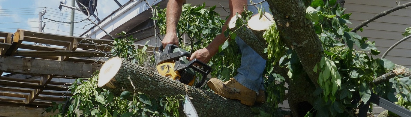 Victor Tree Service Offers Tree Services in East Palo Alto, CA 94303